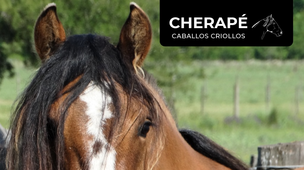 Asociación de Criadores de Caballos Criollos