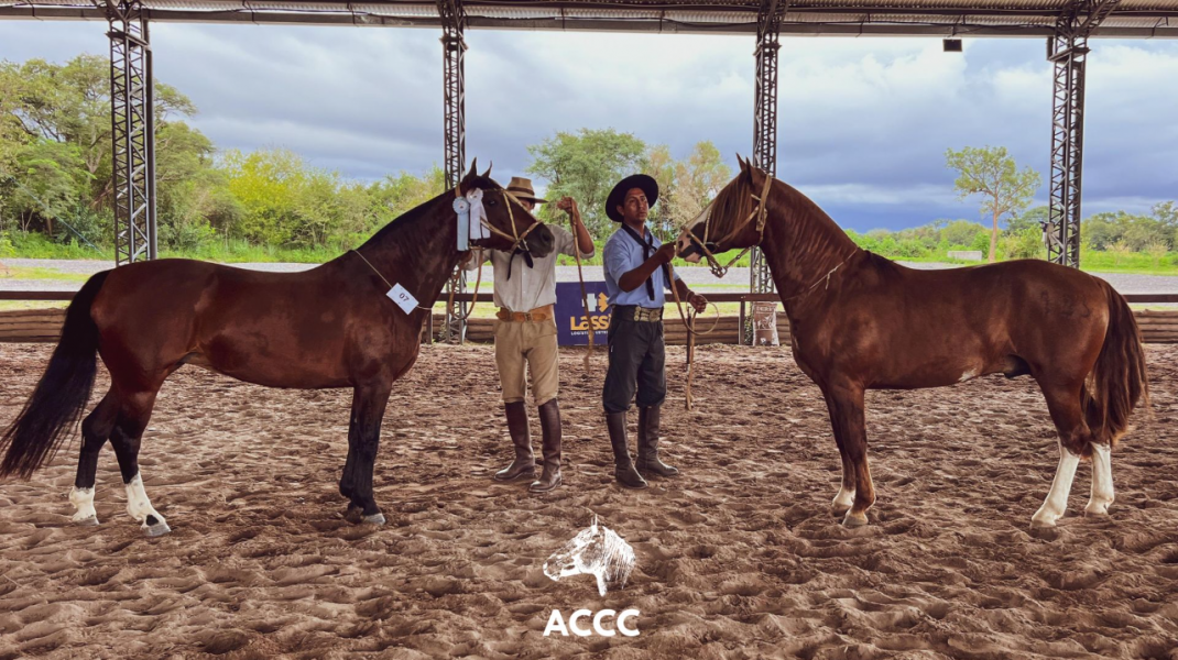 Asociación de Criadores de Caballos Criollos